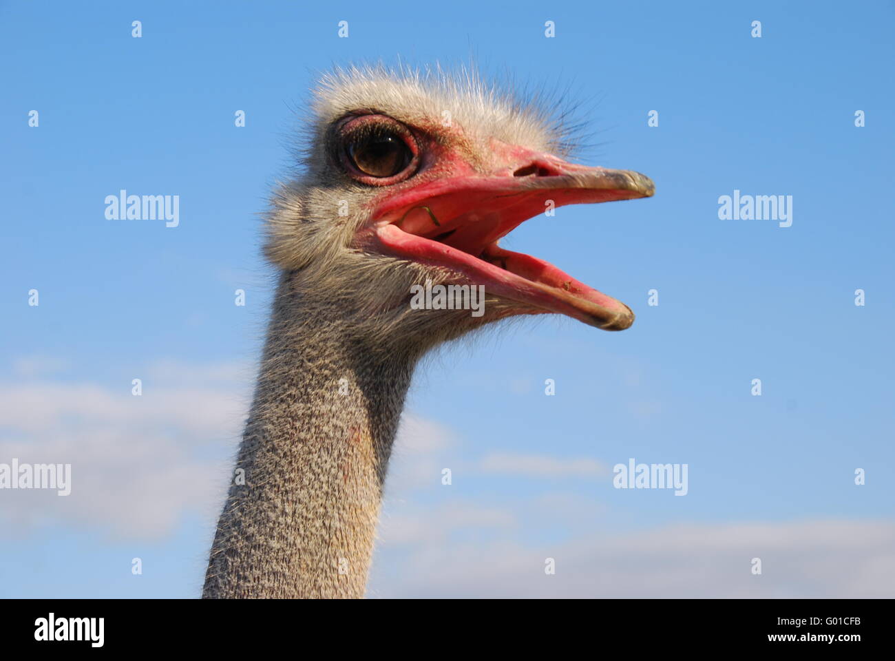 Funny ostrich Banque de photographies et d’images à haute résolution ...