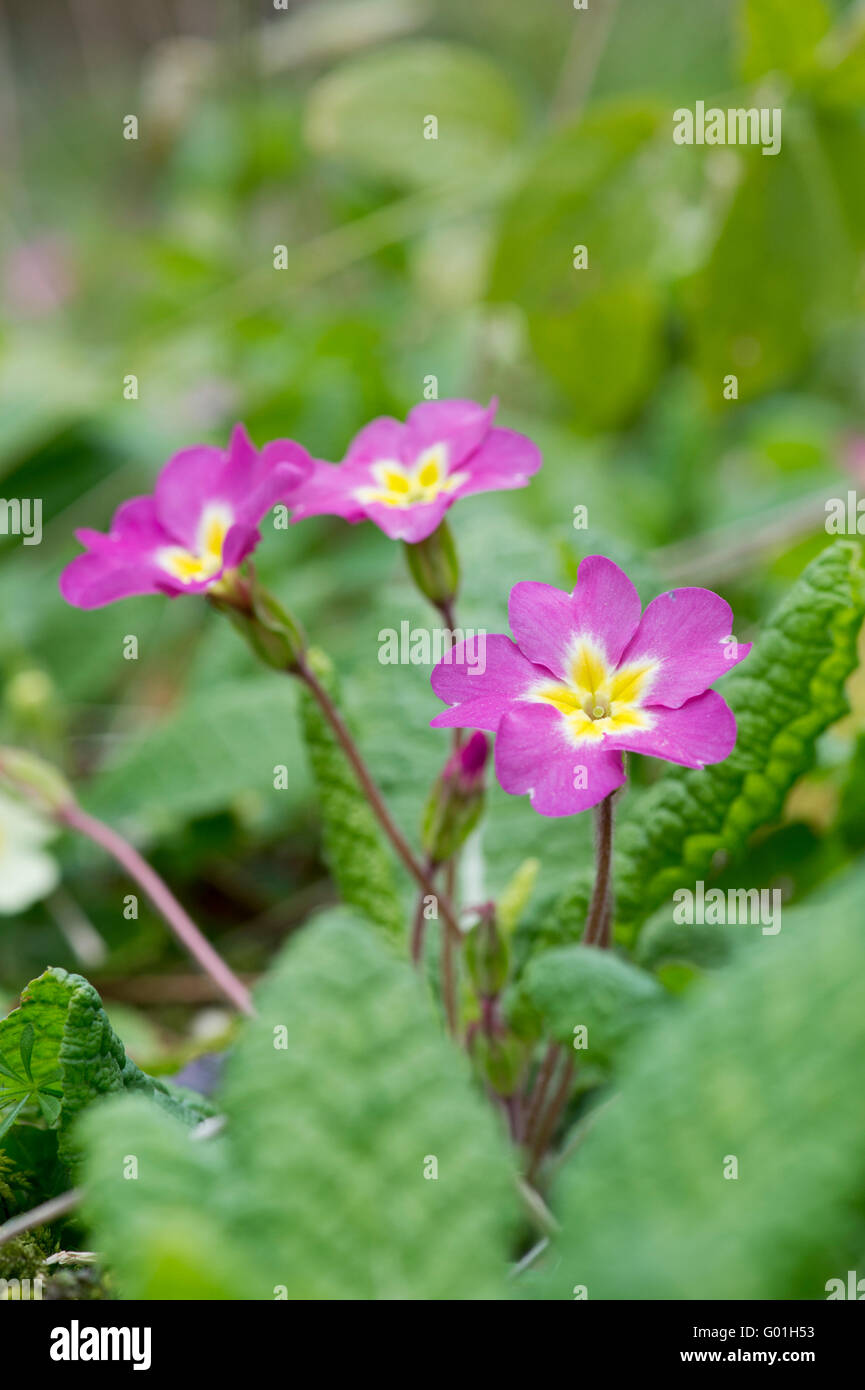 Wild primrose primula vulgaris growing Banque de photographies et d ...