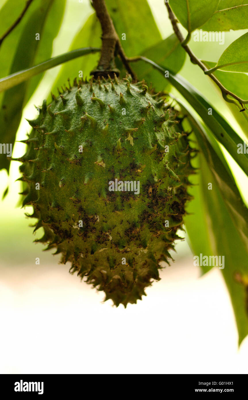 Tanzania zanzibar fruit Banque de photographies et d’images à haute ...