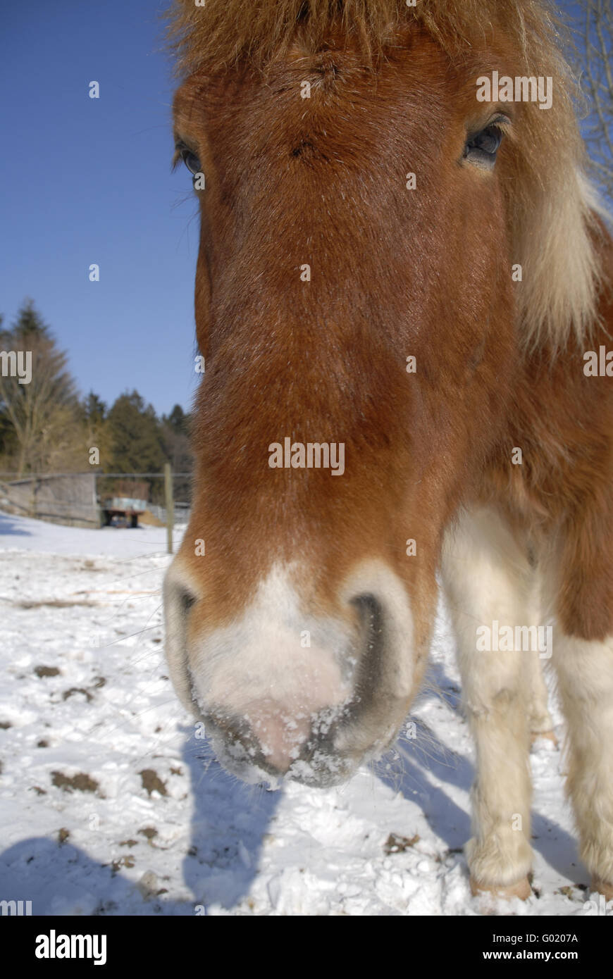 Bouche de cheval Banque de photographies et d’images à haute résolution ...