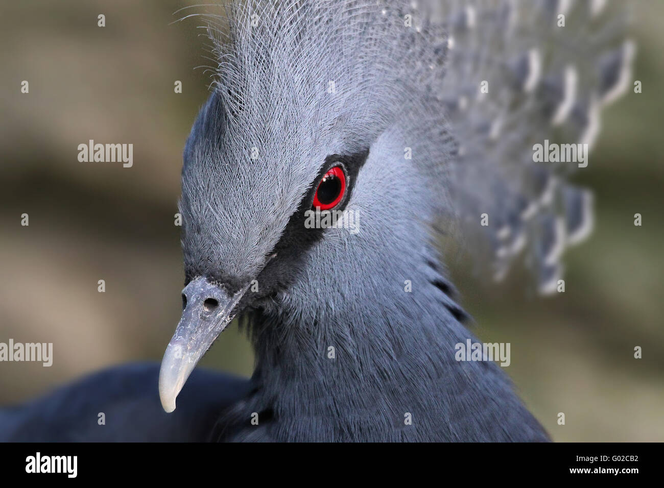 Colombe bleue Banque de photographies et d’images à haute résolution ...