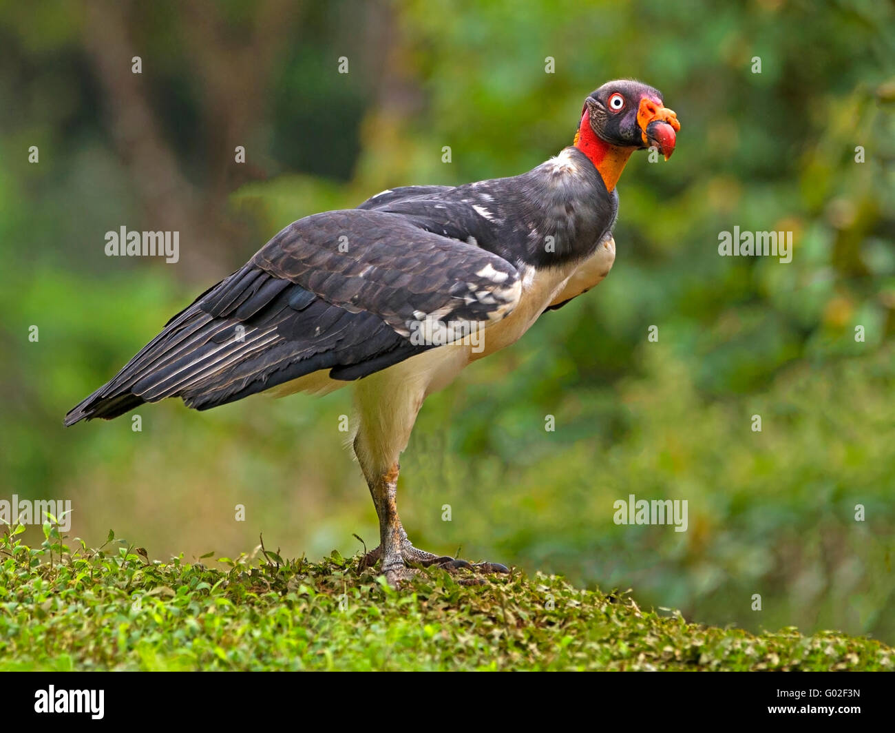 Vautour roi Banque de photographies et d’images à haute résolution - Alamy