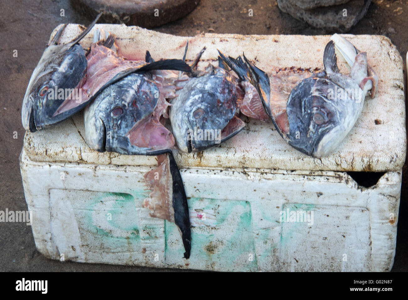 Têtes de poissons sur une boîte en polystyrène Photo Stock - Alamy