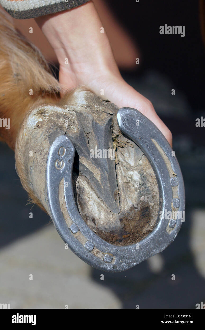 Fer à cheval avec sabot Photo Stock - Alamy