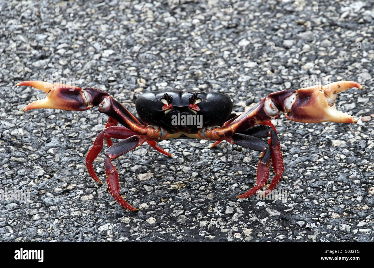 Caribbean land crab Banque de photographies et d’images à haute ...