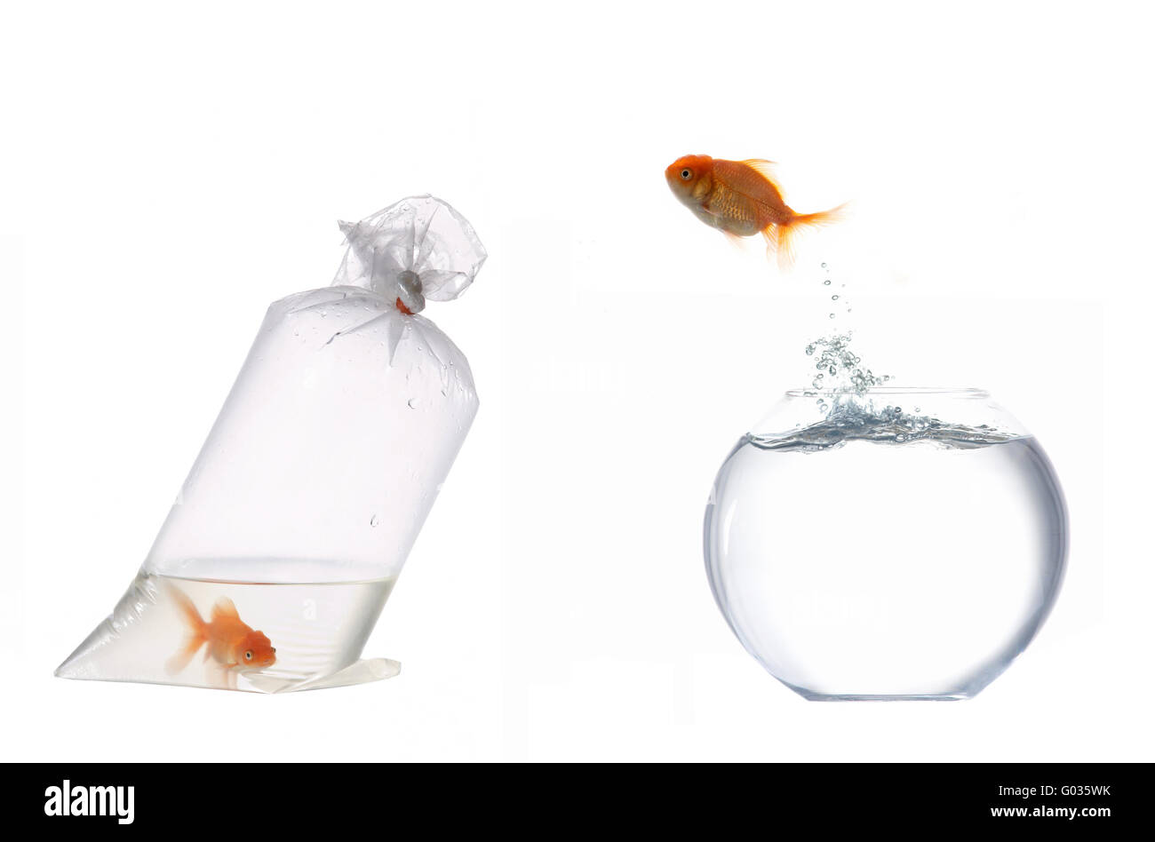 Verre poisson rouge Banque de photographies et d’images à haute ...