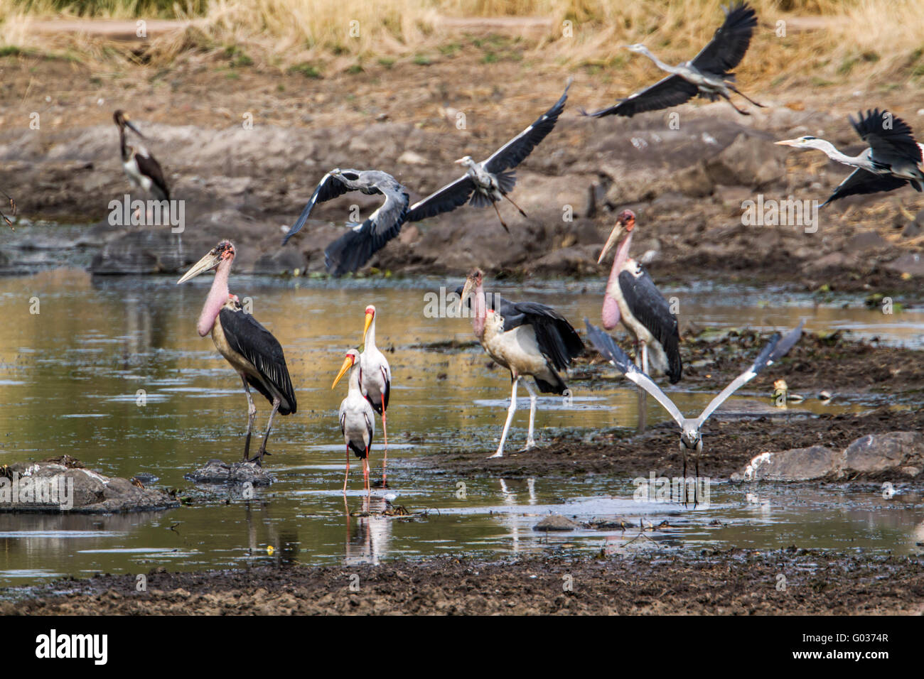Marabout africain en Kruger National Park, Afrique du AfricaSpecie la ...
