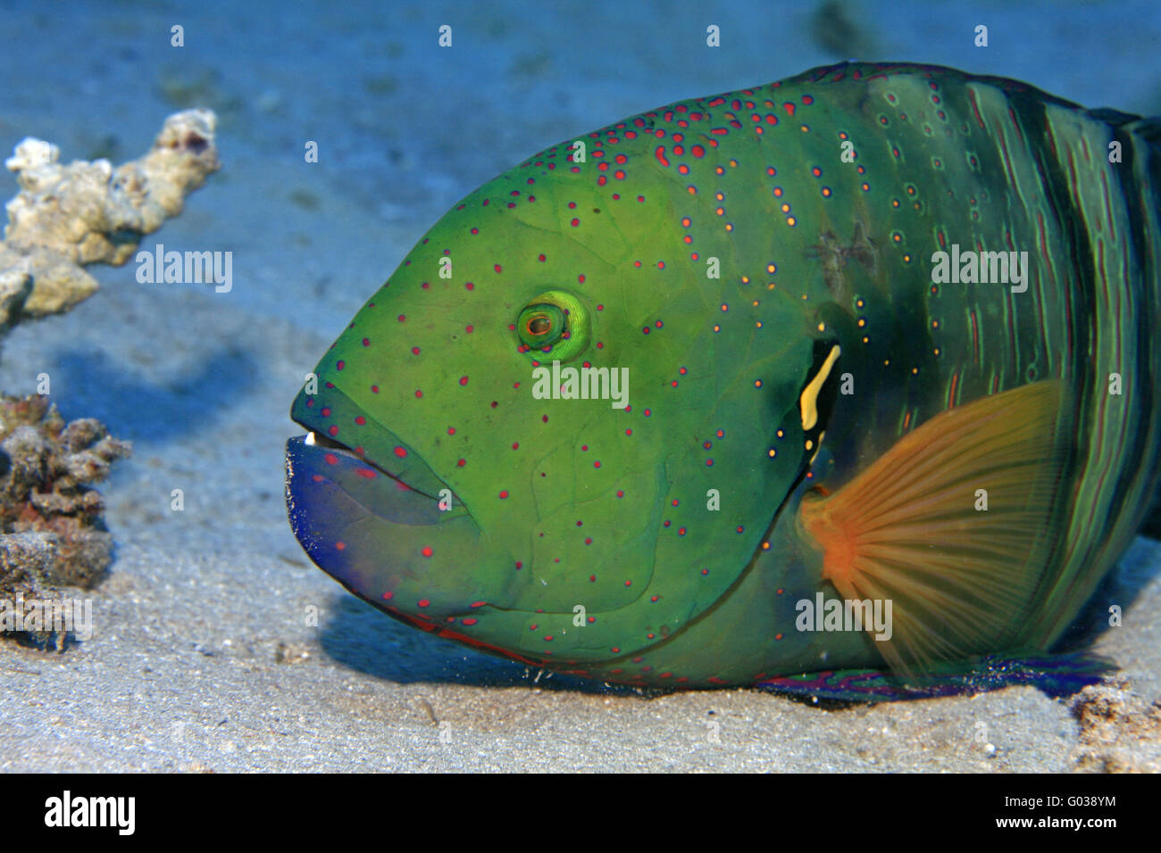 Broomtail wrasse Banque de photographies et d’images à haute résolution ...