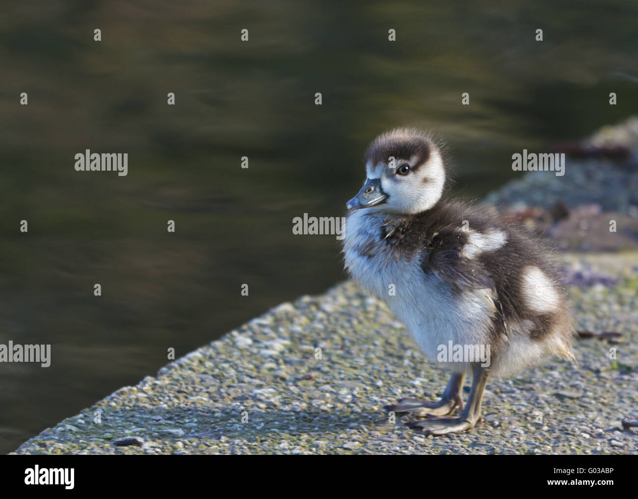 Gosling africain Banque de photographies et d’images à haute résolution ...