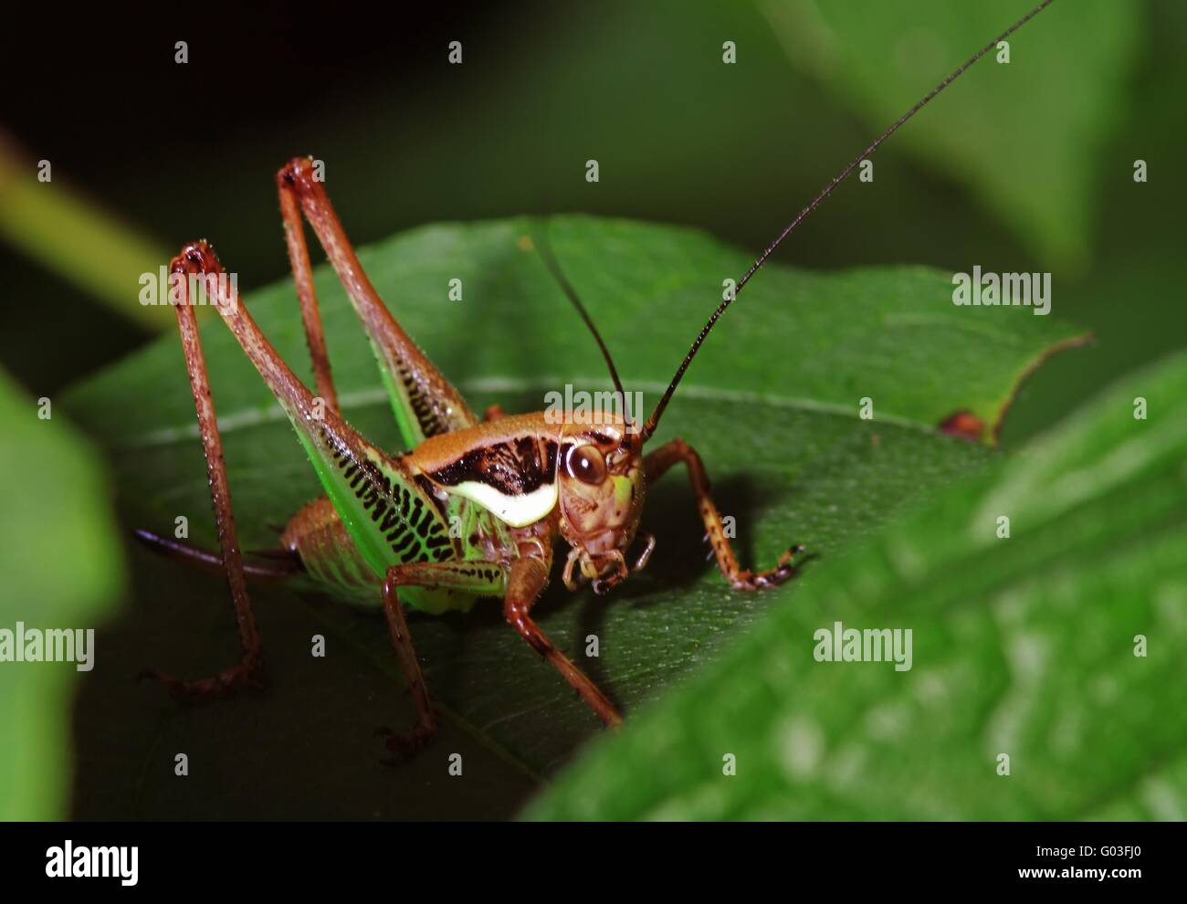 Katydid tettigoniidae Banque de photographies et d’images à haute ...