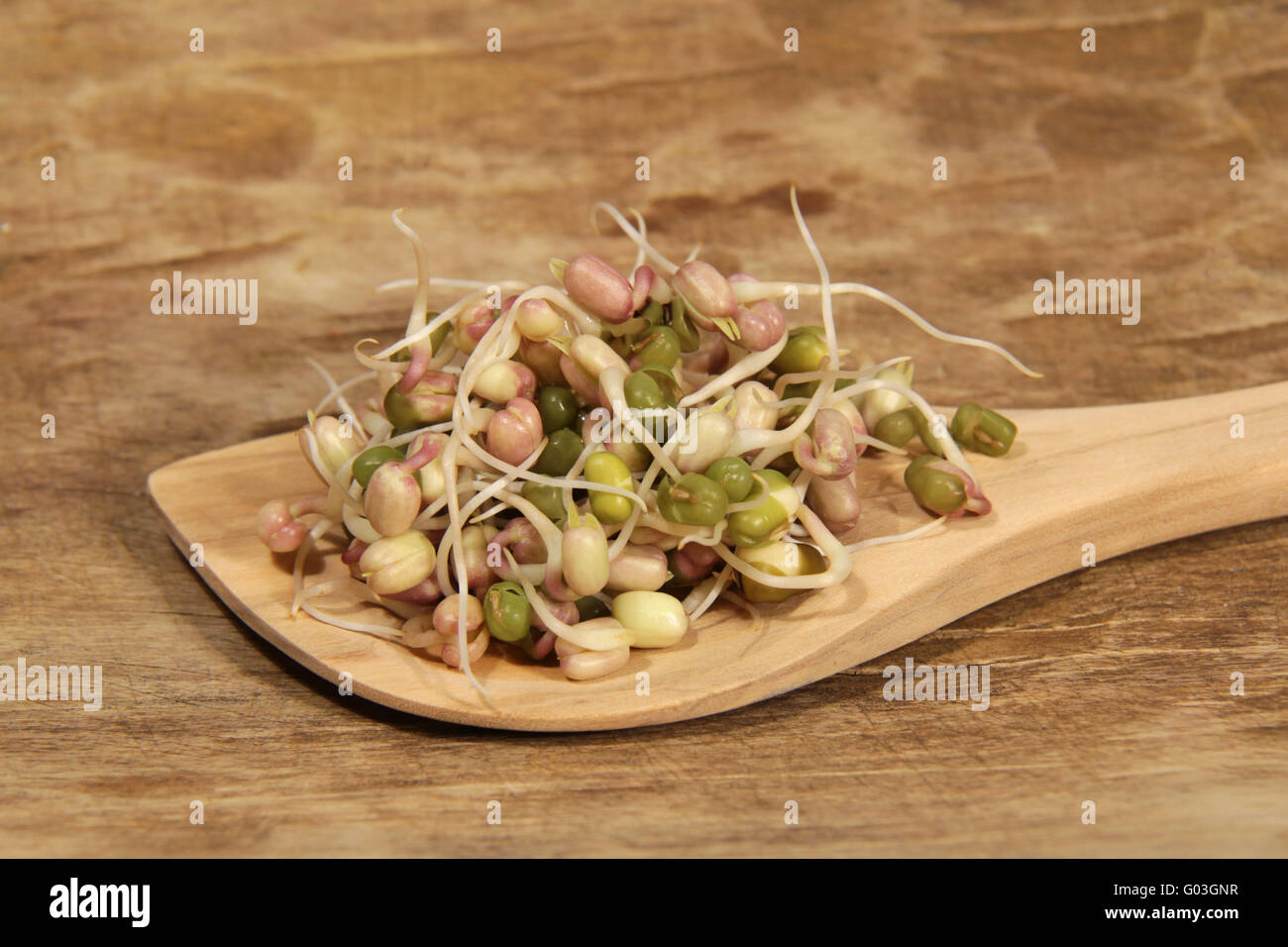 Semis de haricots en train de germer Banque de photographies et d ...