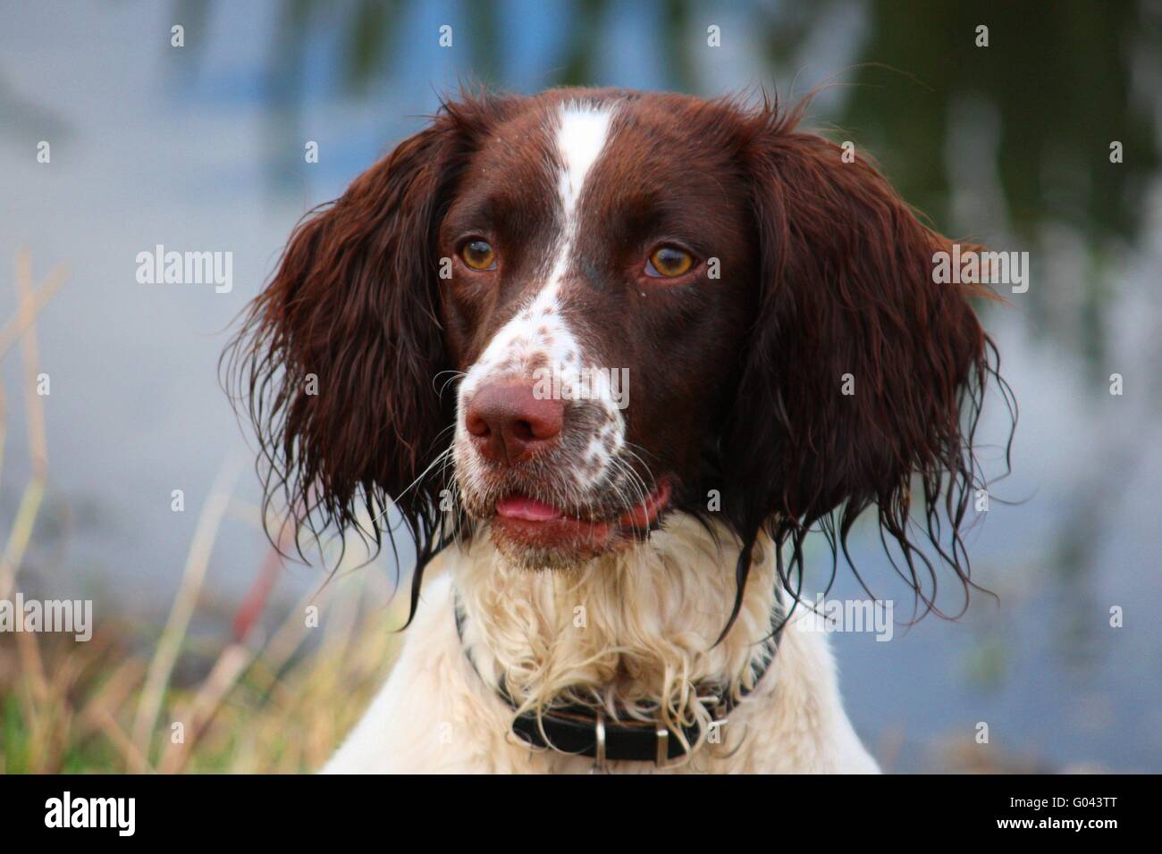 English springer spaniel liver white Banque de photographies et d ...