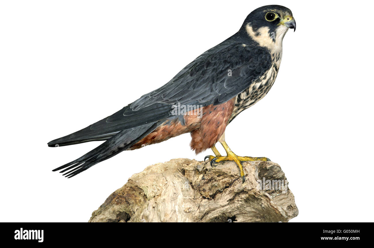 Subbuteo raptor Banque de photographies et d’images à haute résolution ...