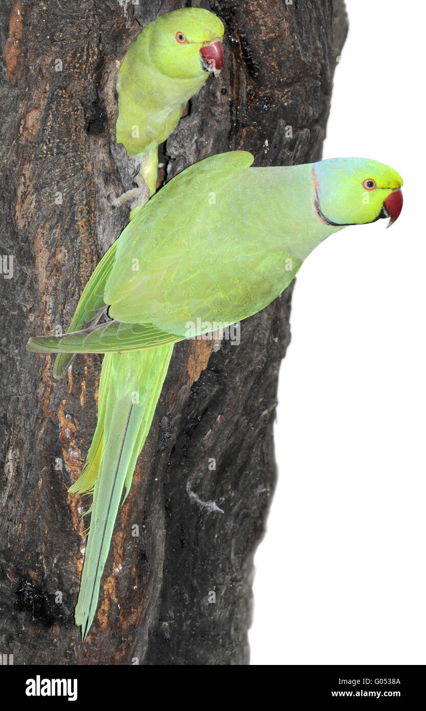 Perruche blanche Banque de photographies et d’images à haute résolution ...