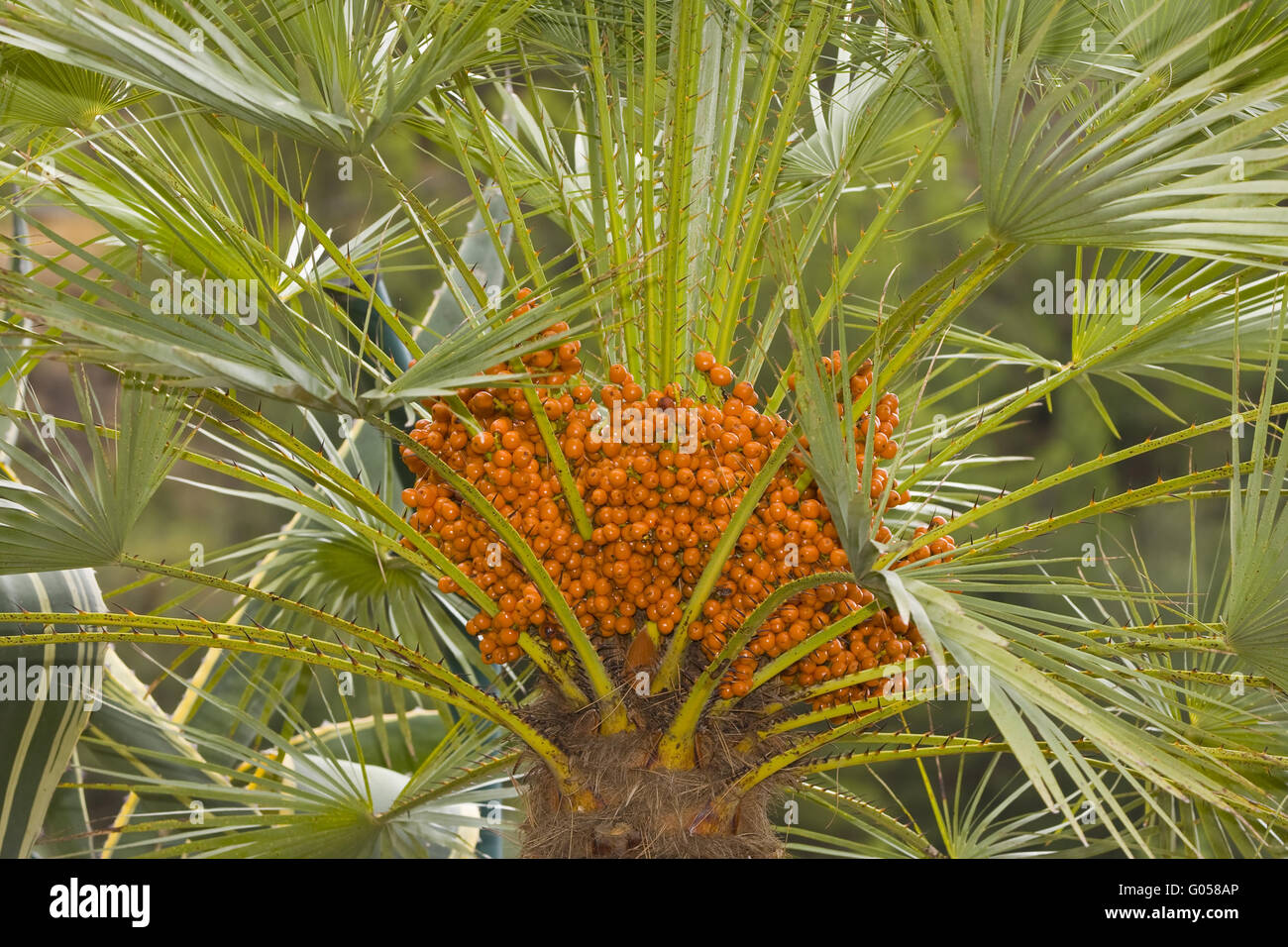 Palmier dattier (Phoenix canariensis),Espagne Photo Stock - Alamy