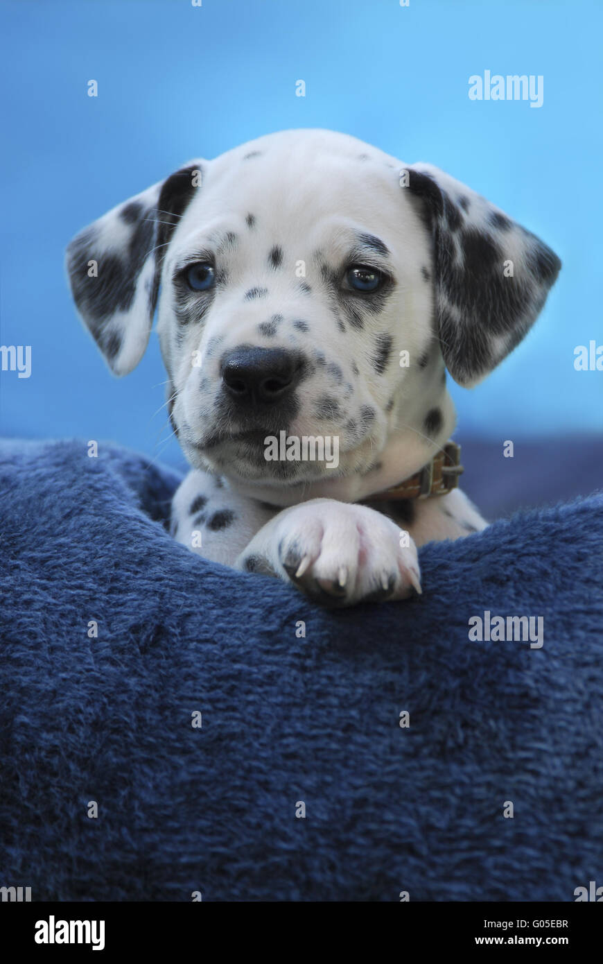 Chiot aux yeux bleus Banque de photographies et d’images à haute ...