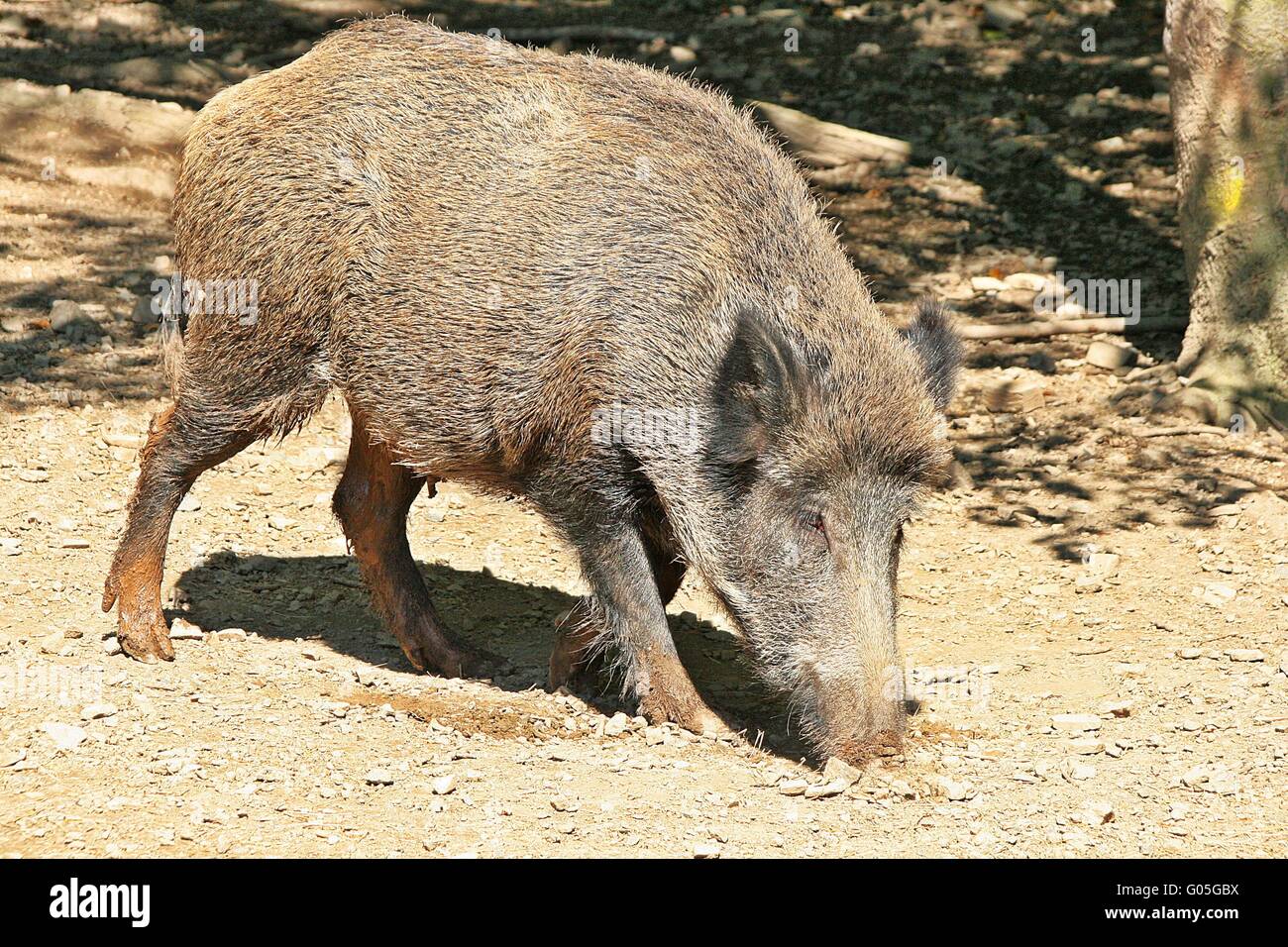 Porc sauvage Banque de photographies et d’images à haute résolution - Alamy