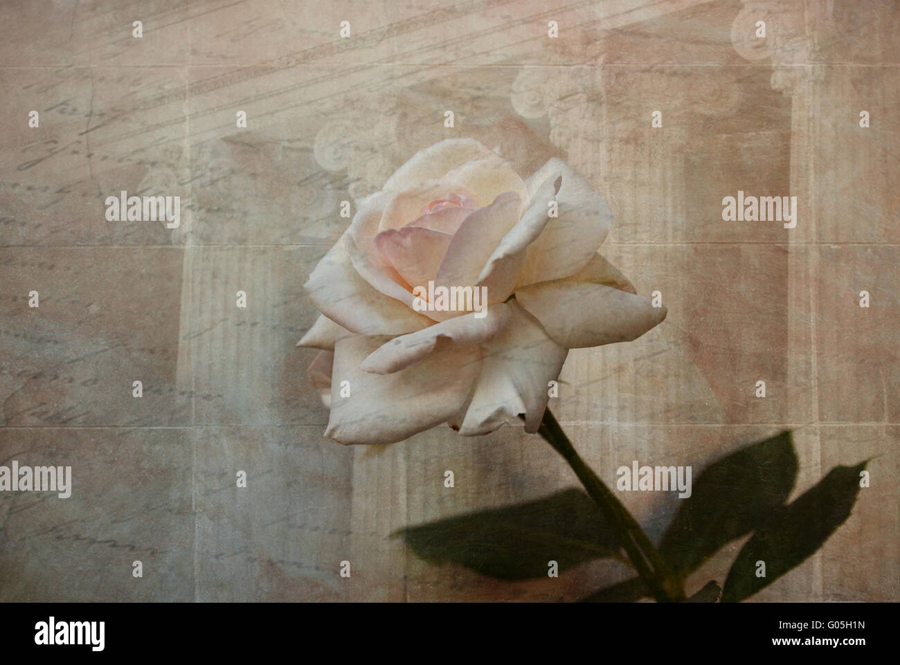 Rome rose garden Banque de photographies et d’images à haute résolution ...