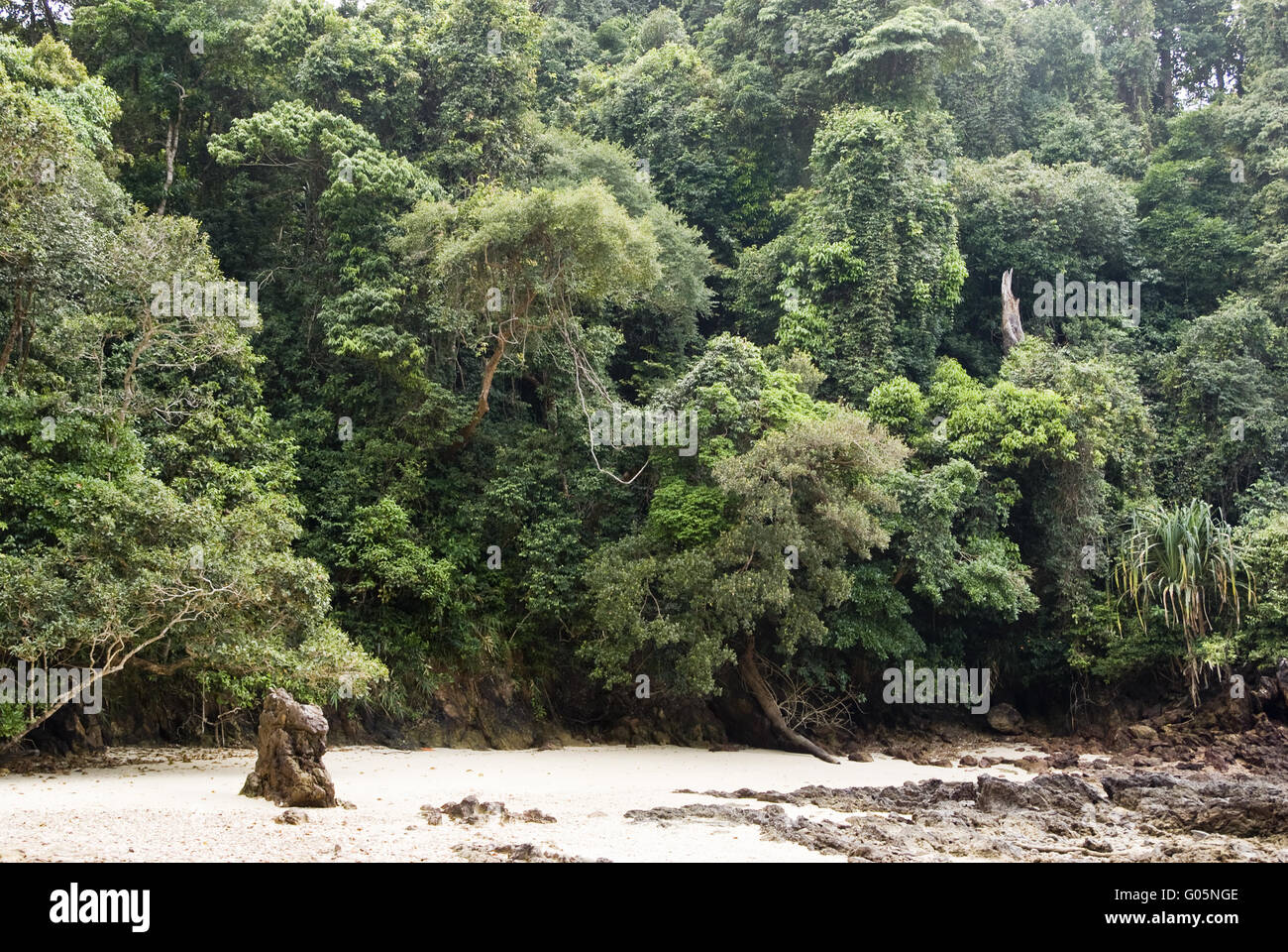 Forêt vierge forêt vierge Banque de photographies et d’images à haute ...