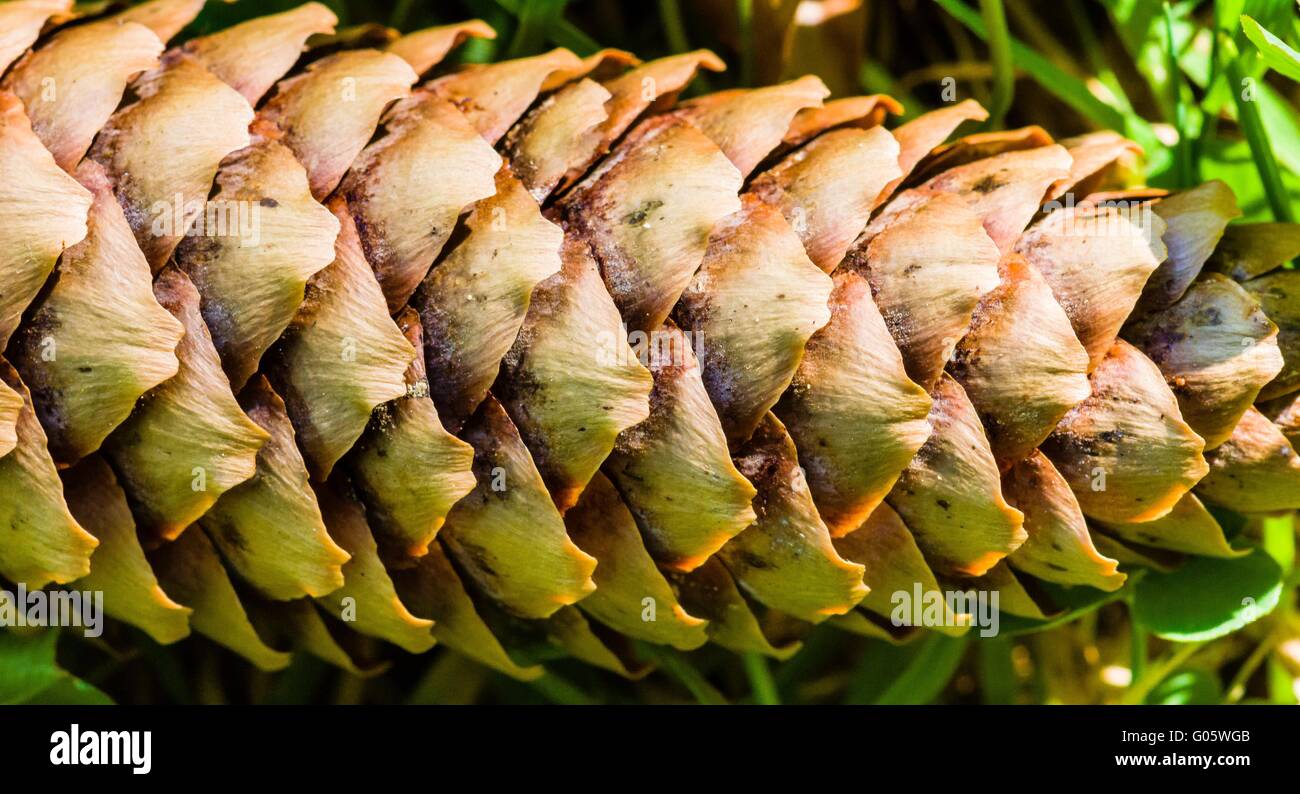 Cone scales Banque de photographies et d’images à haute résolution - Alamy