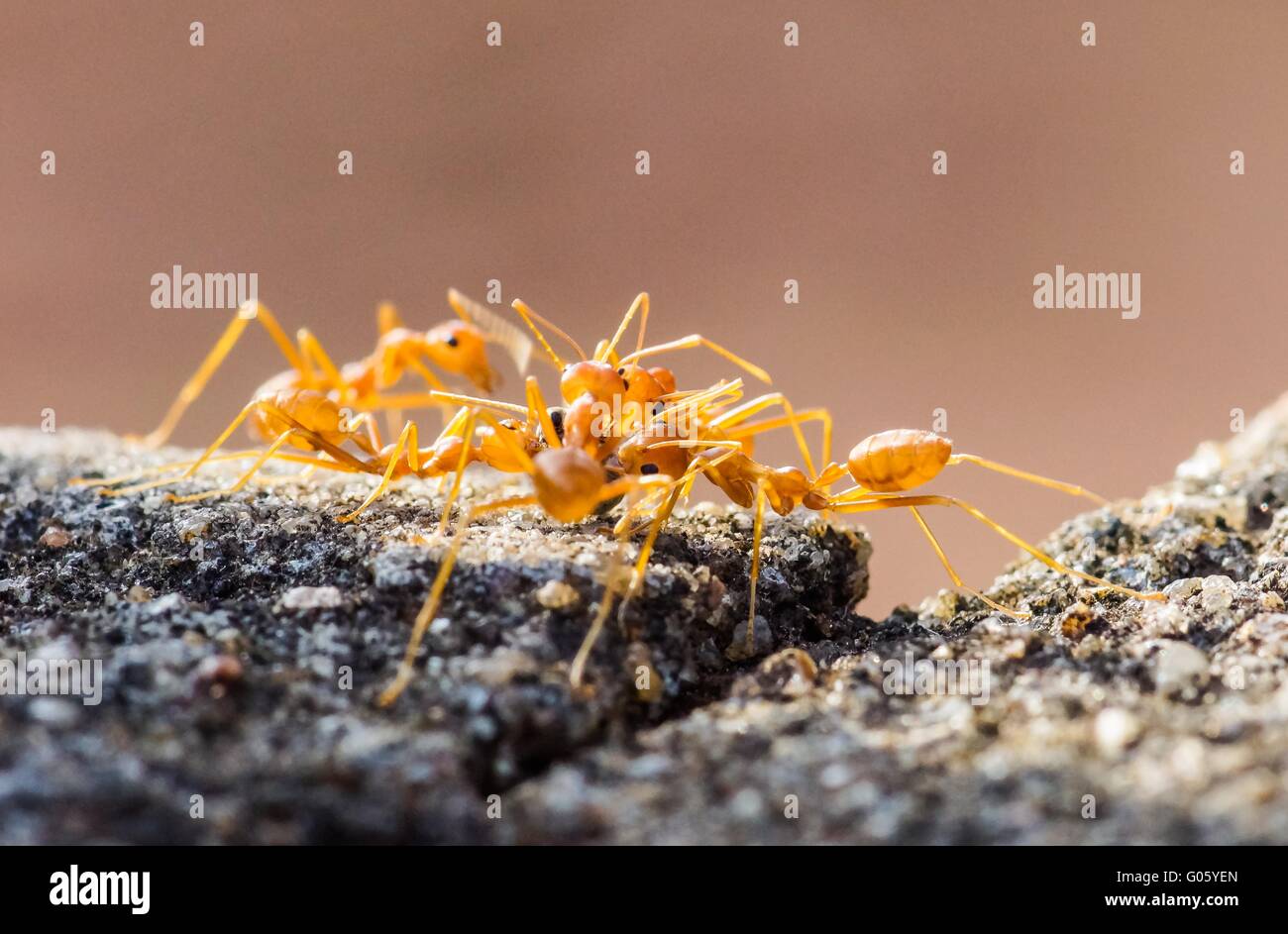 Les fourmis au travail Banque de photographies et d’images à haute ...