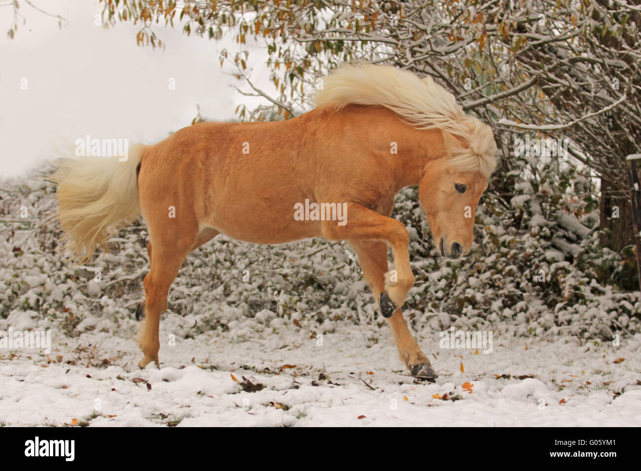 Cheval islandais Banque de photographies et d’images à haute résolution ...