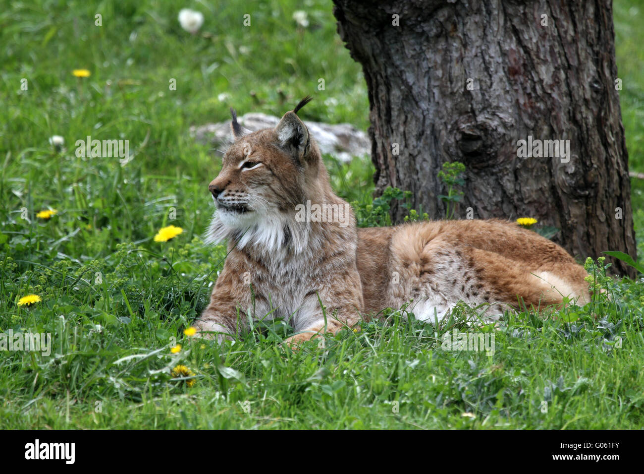 Boreal lynx Banque de photographies et d’images à haute résolution ...
