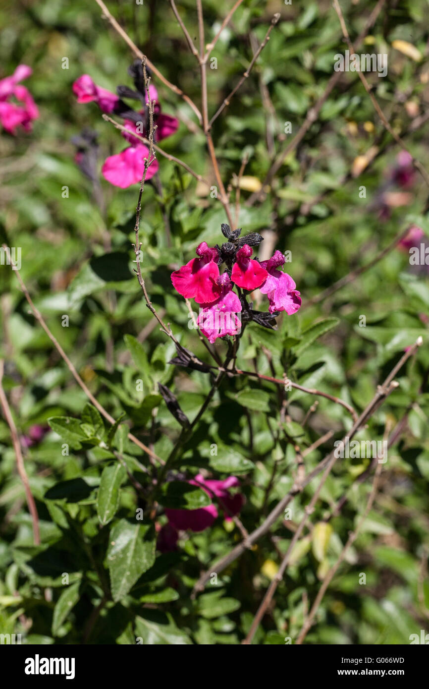 Salvia grahamii Banque de photographies et d’images à haute résolution ...