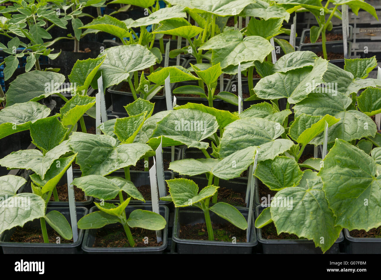 Jeunes plants de concombre Banque de photographies et d’images à haute ...
