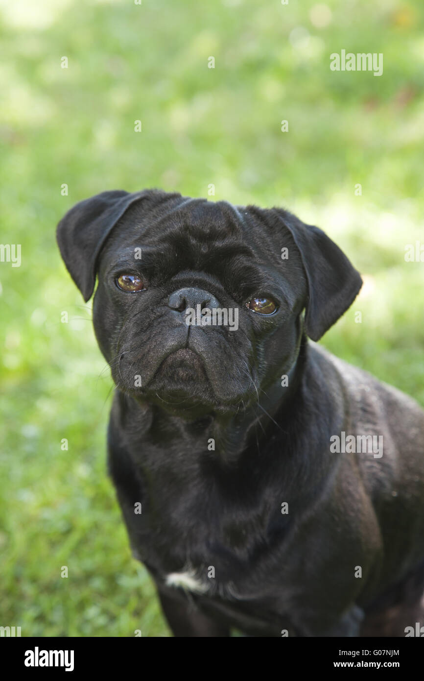 Carlin noir Banque de photographies et d’images à haute résolution - Alamy