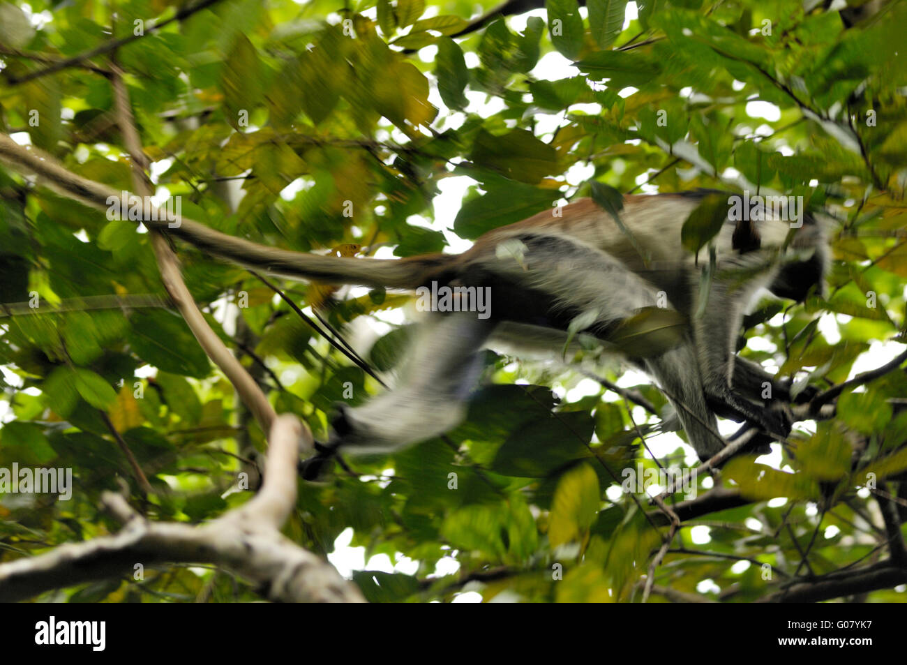 Singe de colobus grimpant Banque de photographies et d’images à haute ...