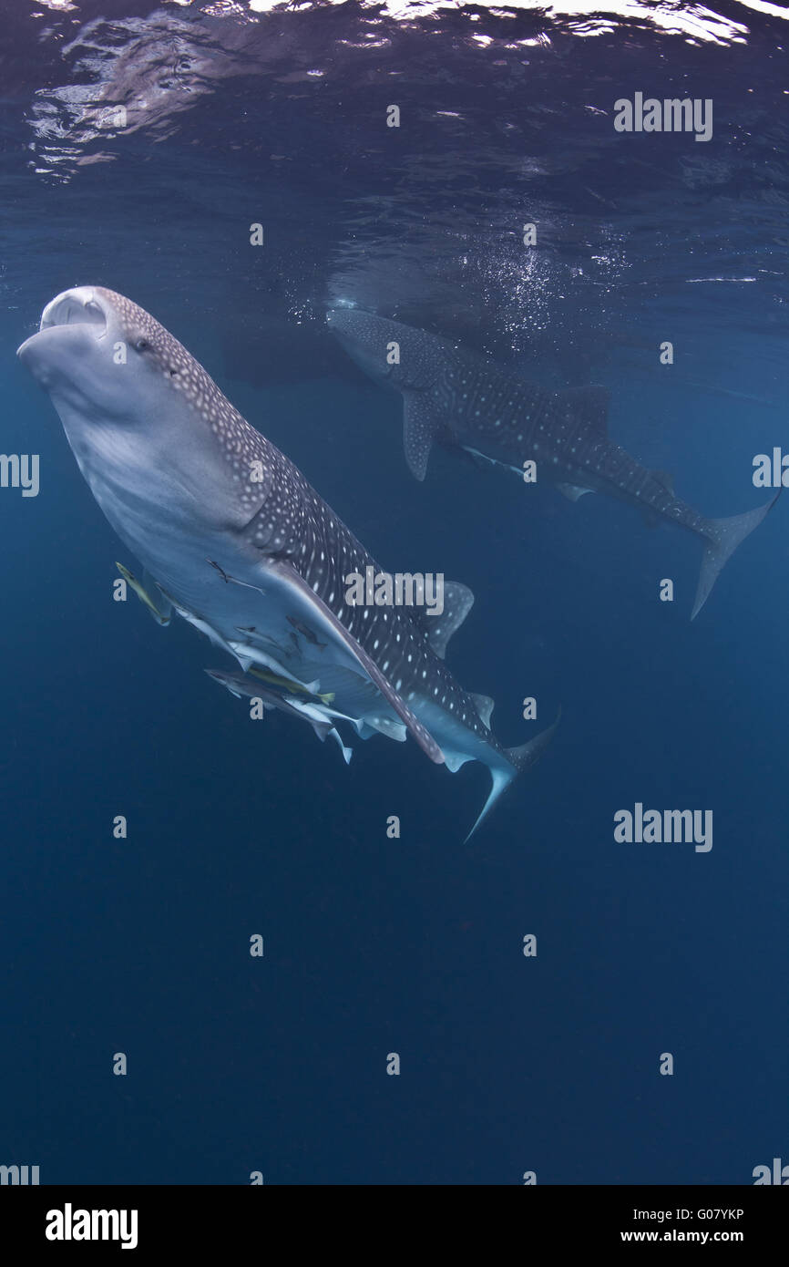 Requins se nourrissant Banque de photographies et d’images à haute ...