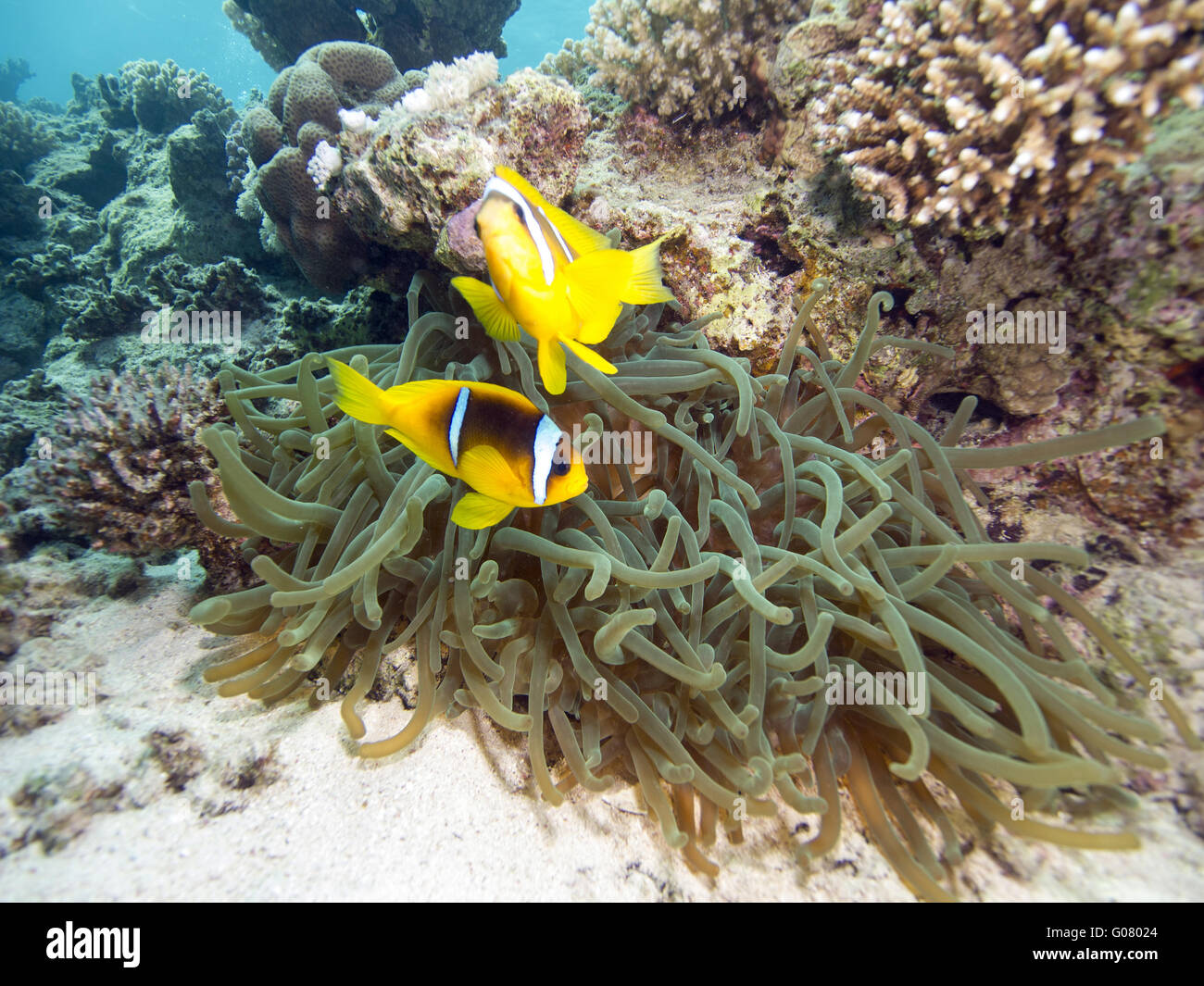 Clown fisch Banque de photographies et d’images à haute résolution - Alamy
