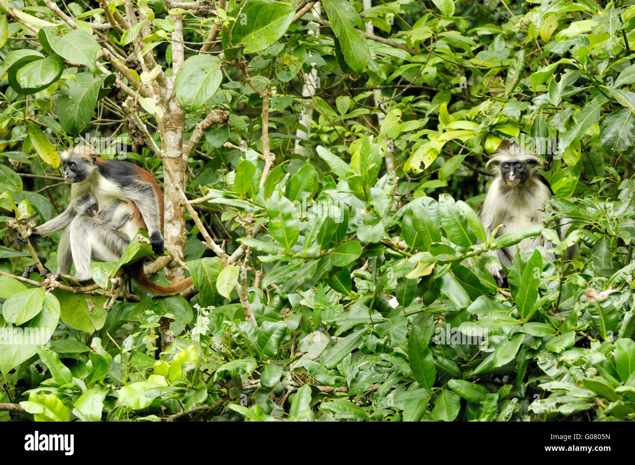 Forêt de jozani Banque de photographies et d’images à haute résolution ...