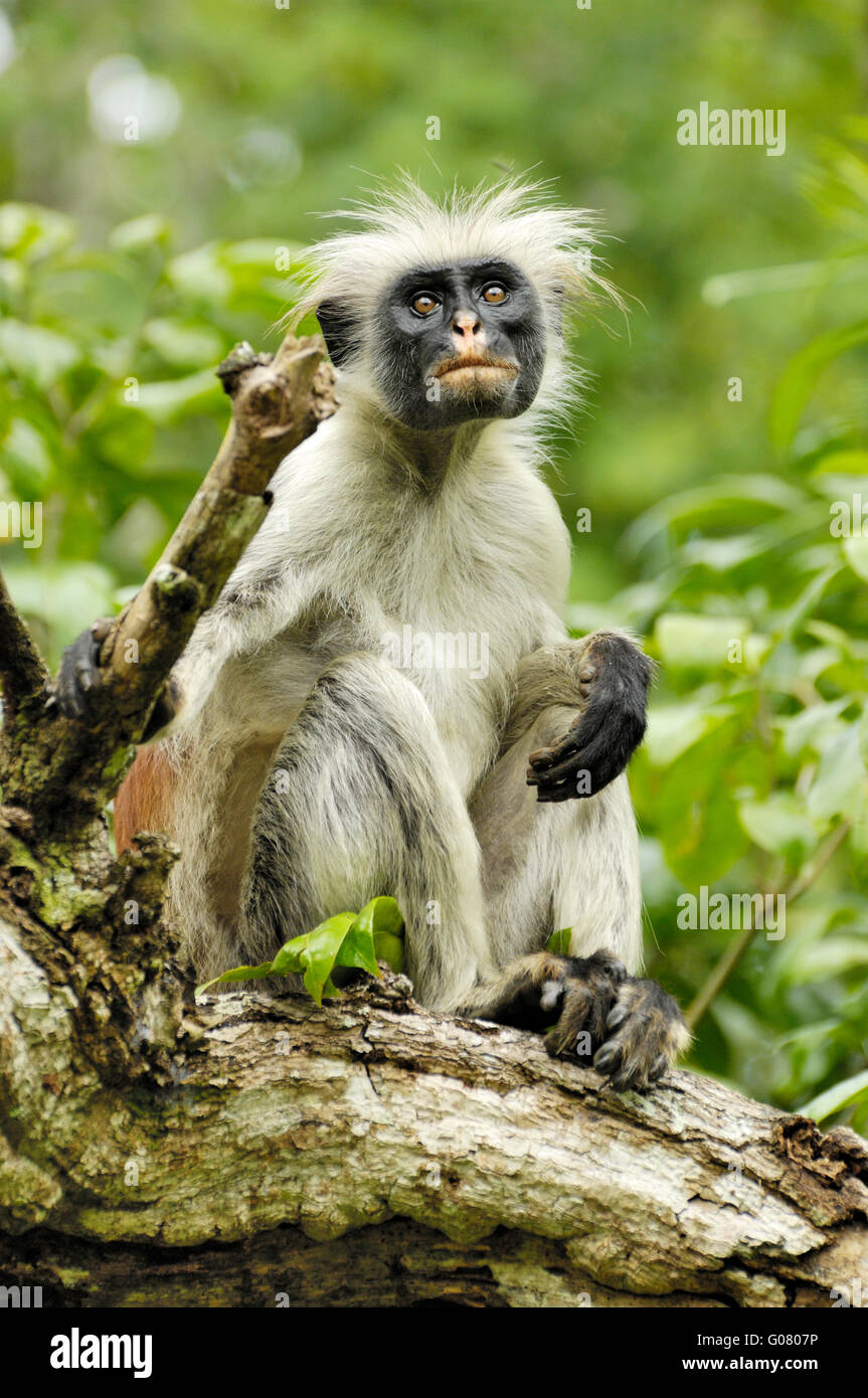 Singe colobus rouge de zanzibar Banque de photographies et d’images à ...
