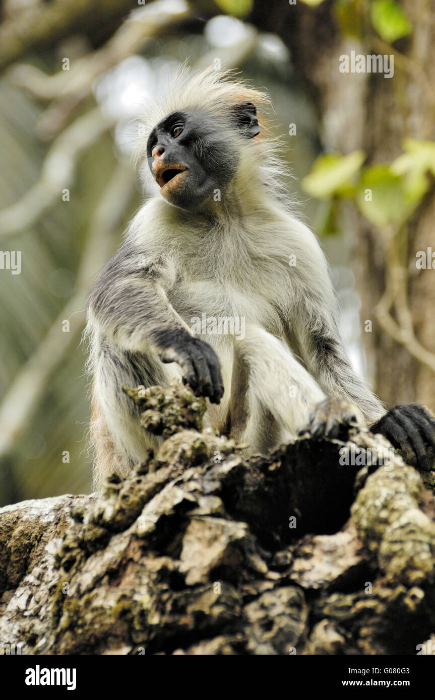 Forêt de jozani Banque de photographies et d’images à haute résolution ...