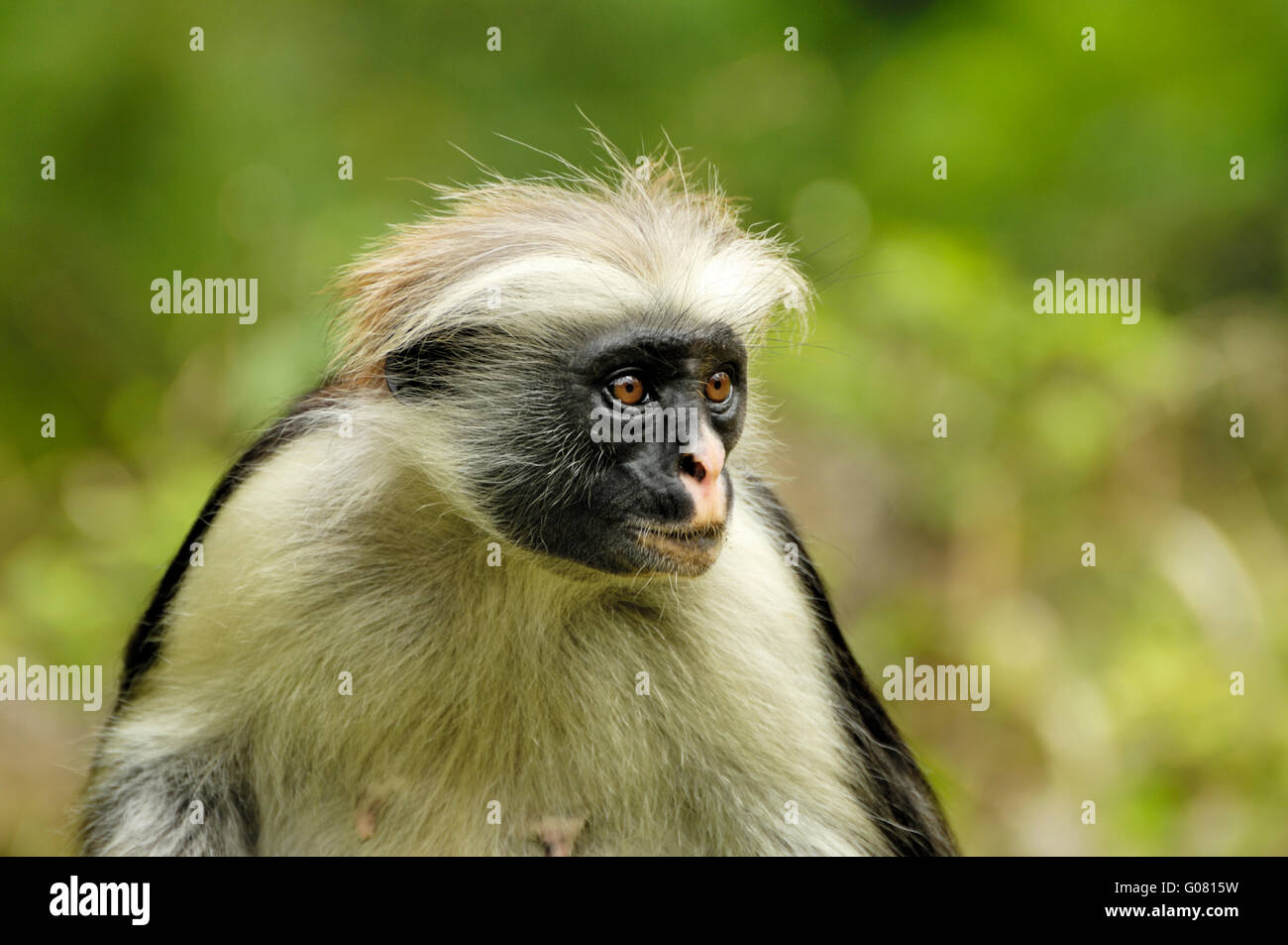 Forêt de jozani Banque de photographies et d’images à haute résolution ...