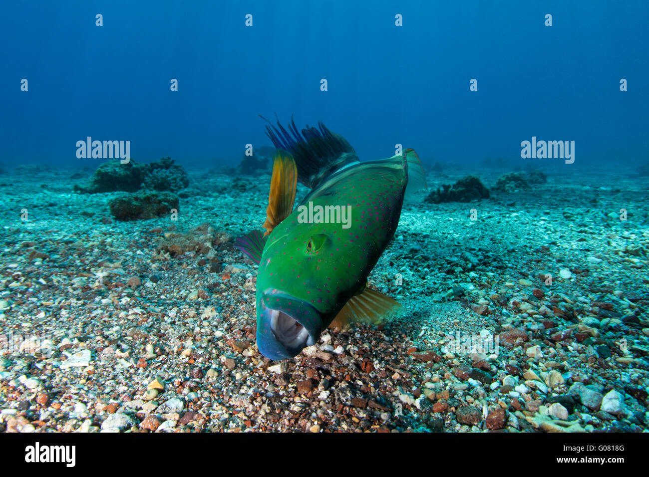 Broomtail wrasse cheilinus lunulatus Banque de photographies et d ...