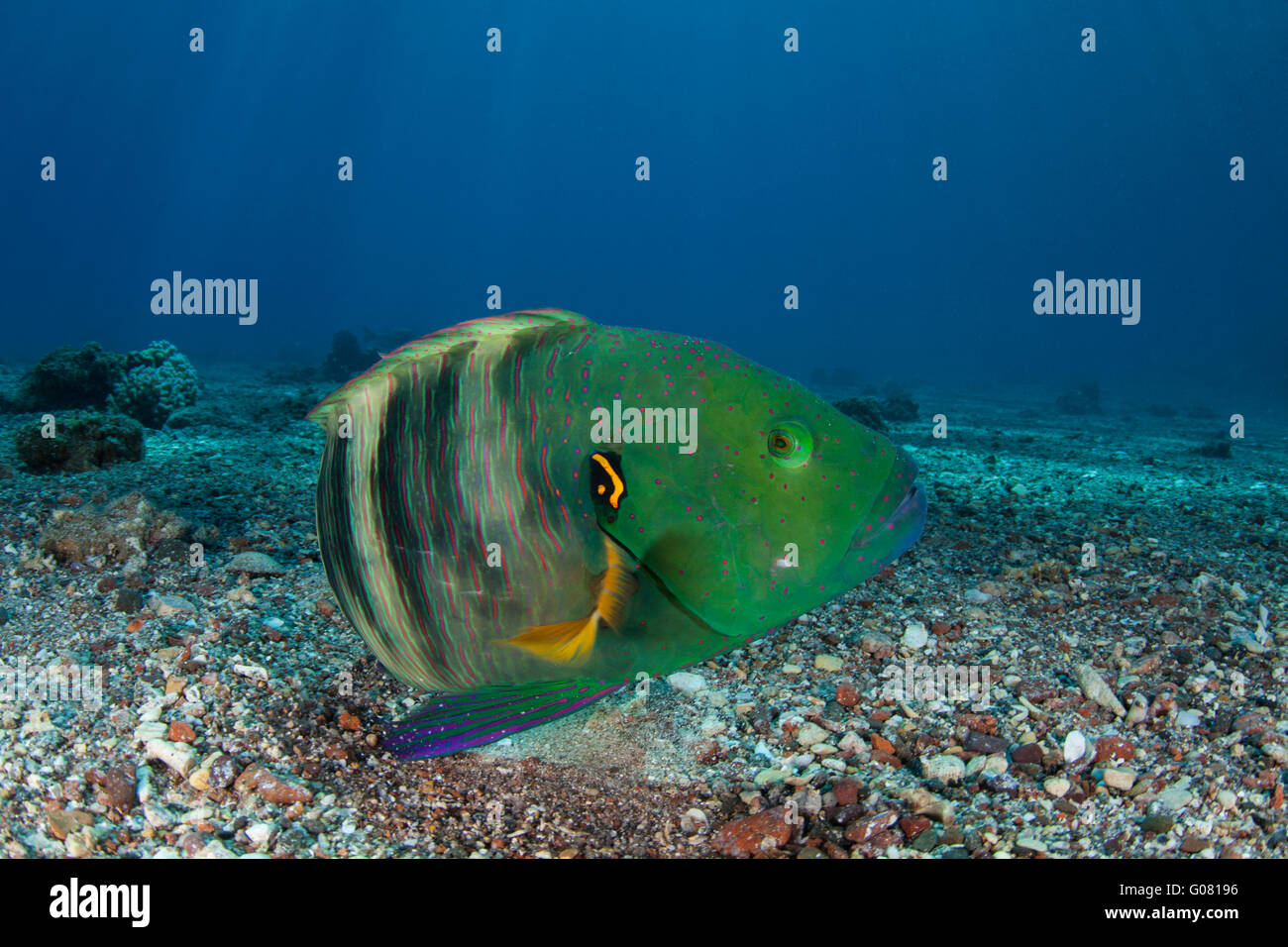 Broomtail Wrasse Banque d'image et photos - Alamy