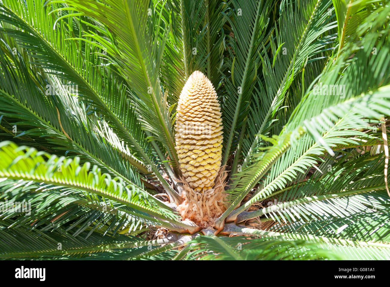 Feuilles et cône mâle de Cycas revoluta Thunb Photo Stock - Alamy