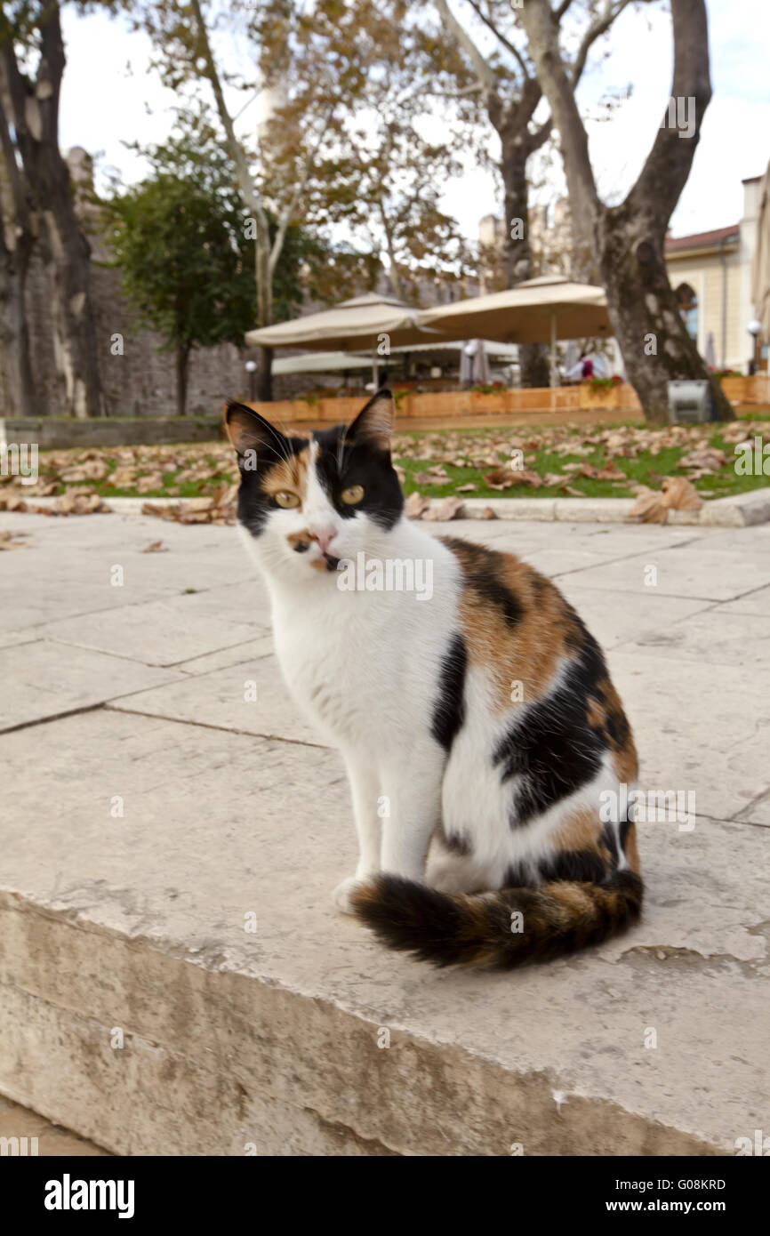 Chat multicolore Banque de photographies et d’images à haute résolution ...