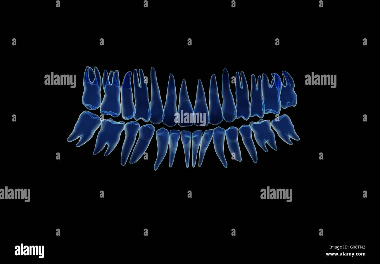 Anatomie dentaire 3d Banque de photographies et d’images à haute ...