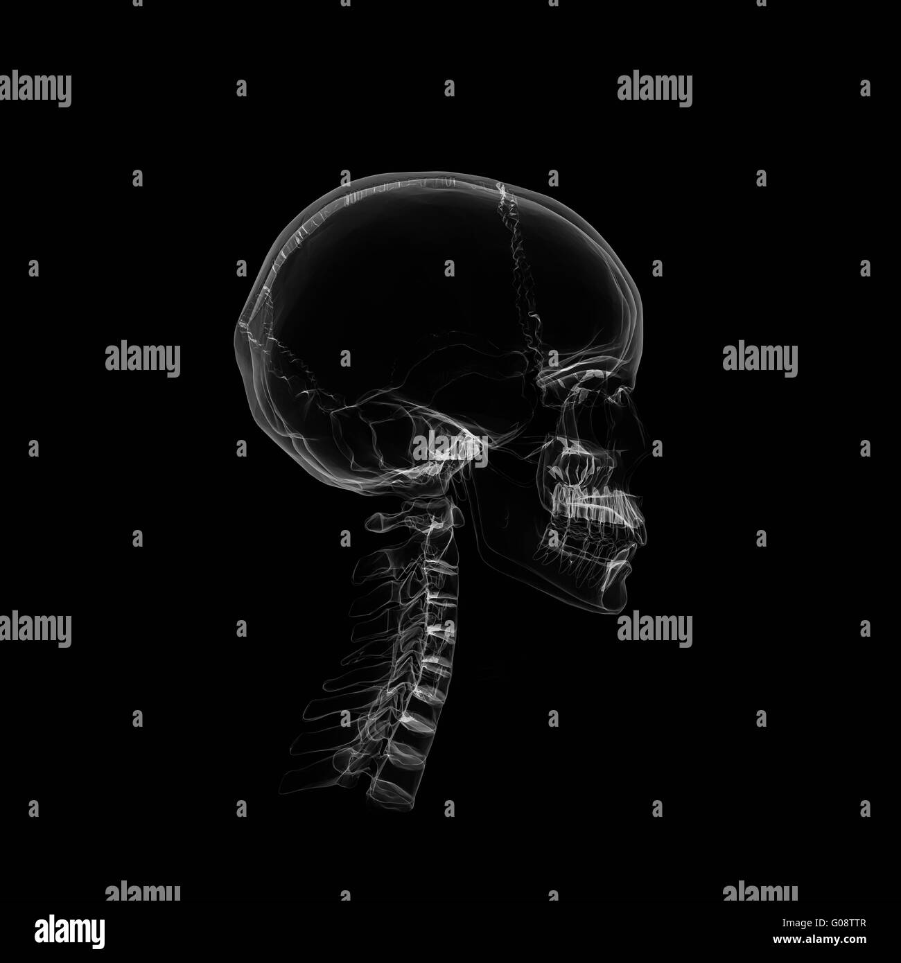 Crane humain profil Banque de photographies et d’images à haute ...