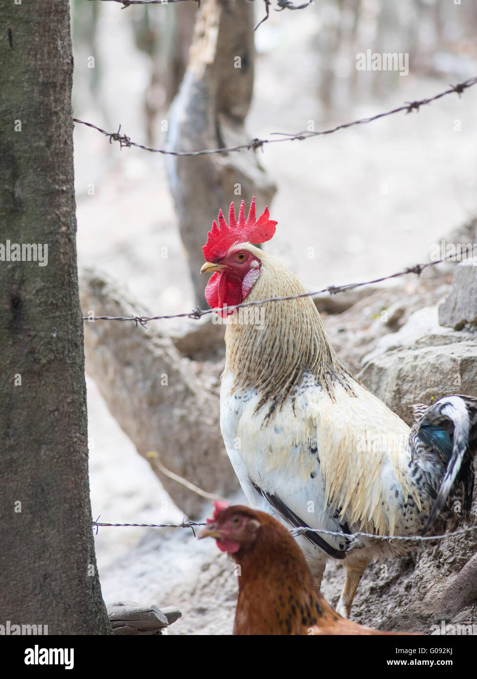 Coq De Basse Cour Banque d'image et photos - Alamy