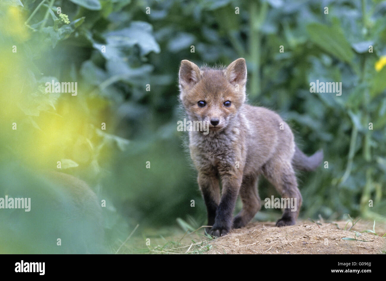 Renard croisé Banque de photographies et d’images à haute résolution ...
