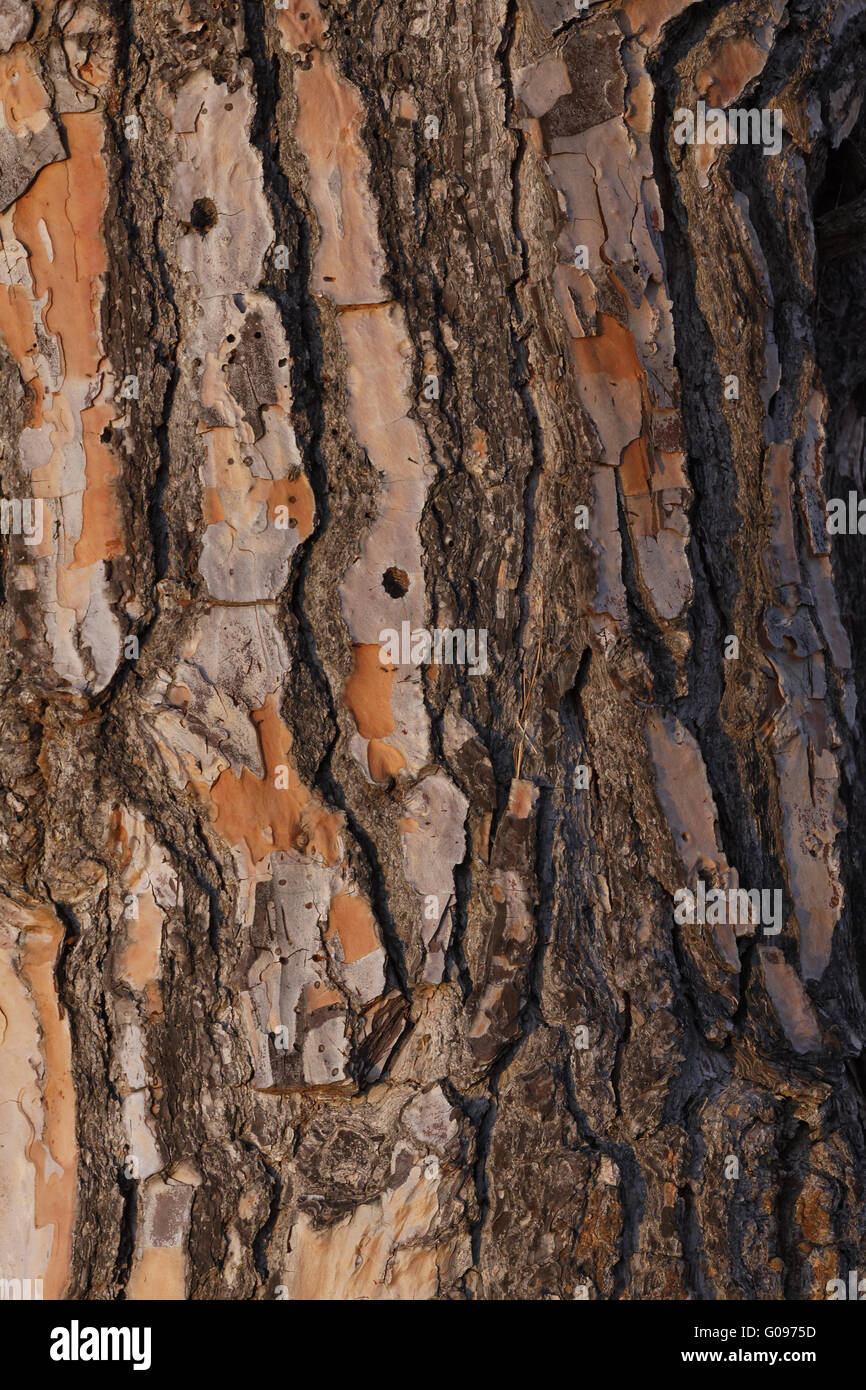 Pinus pinea, écorce de pin parasol, pin parasol Photo Stock - Alamy