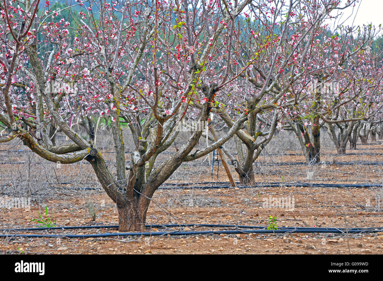 Fleurs de nectarine Banque de photographies et d’images à haute ...