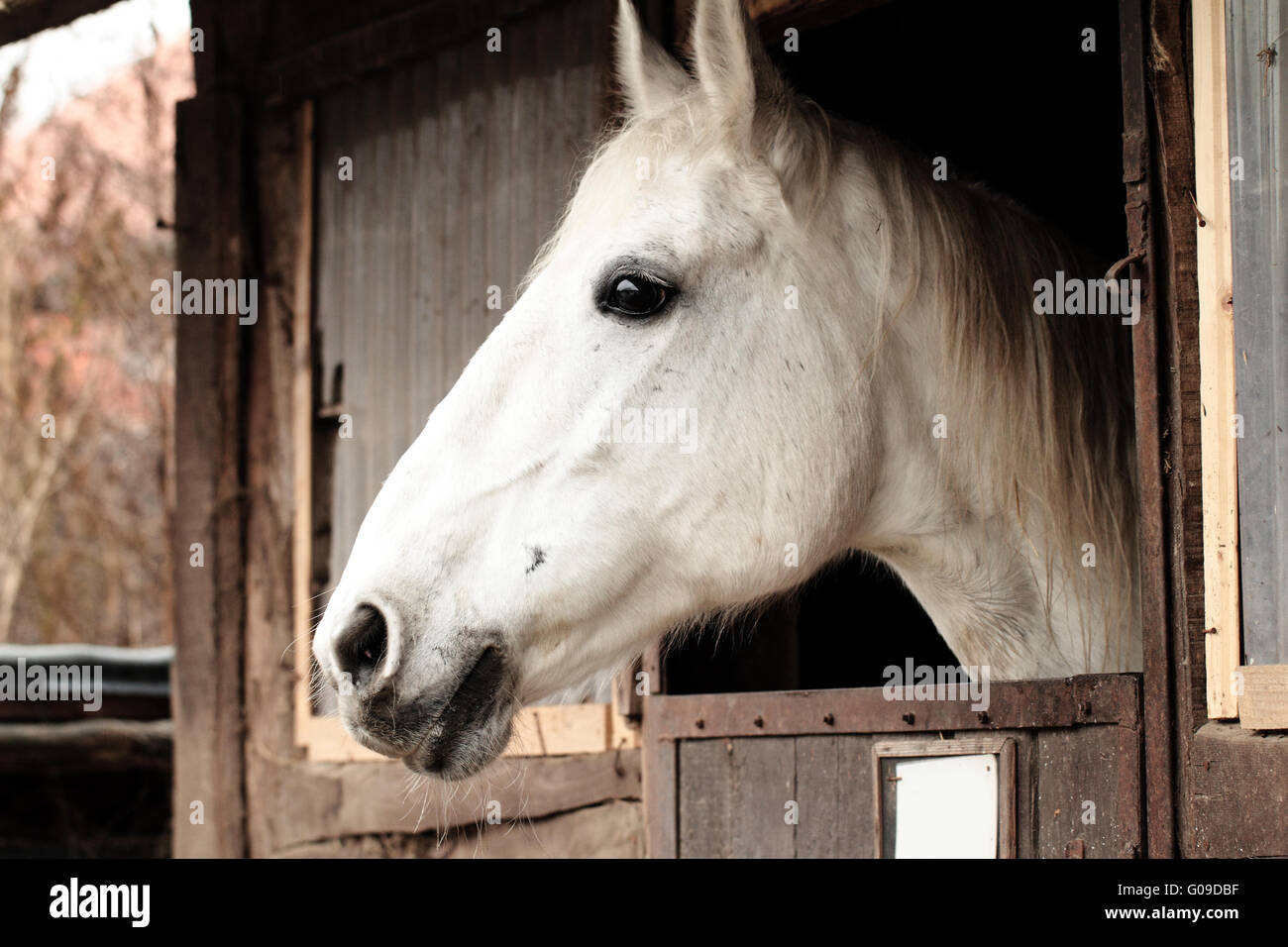 Cheval de stabulation Banque de photographies et d’images à haute ...