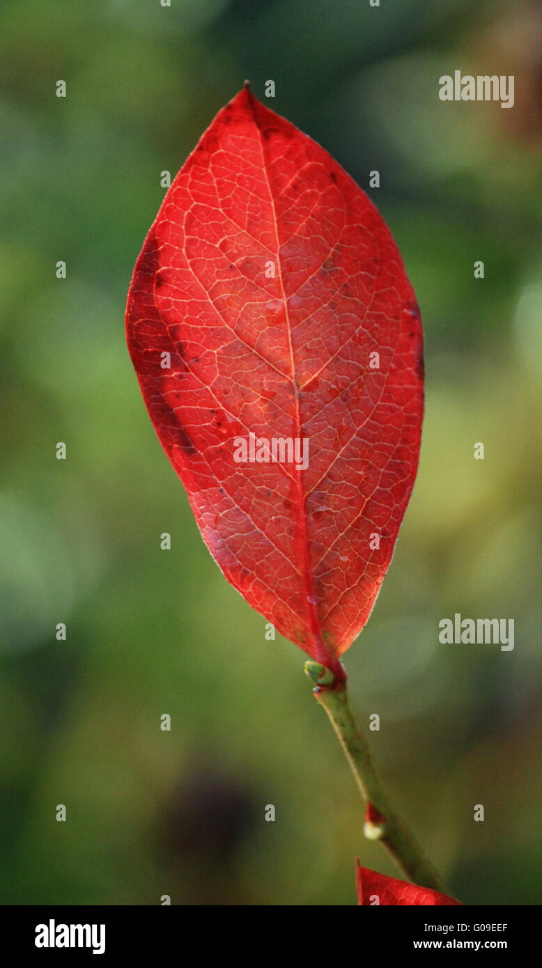 Coloration de la feuille Banque de photographies et d’images à haute ...