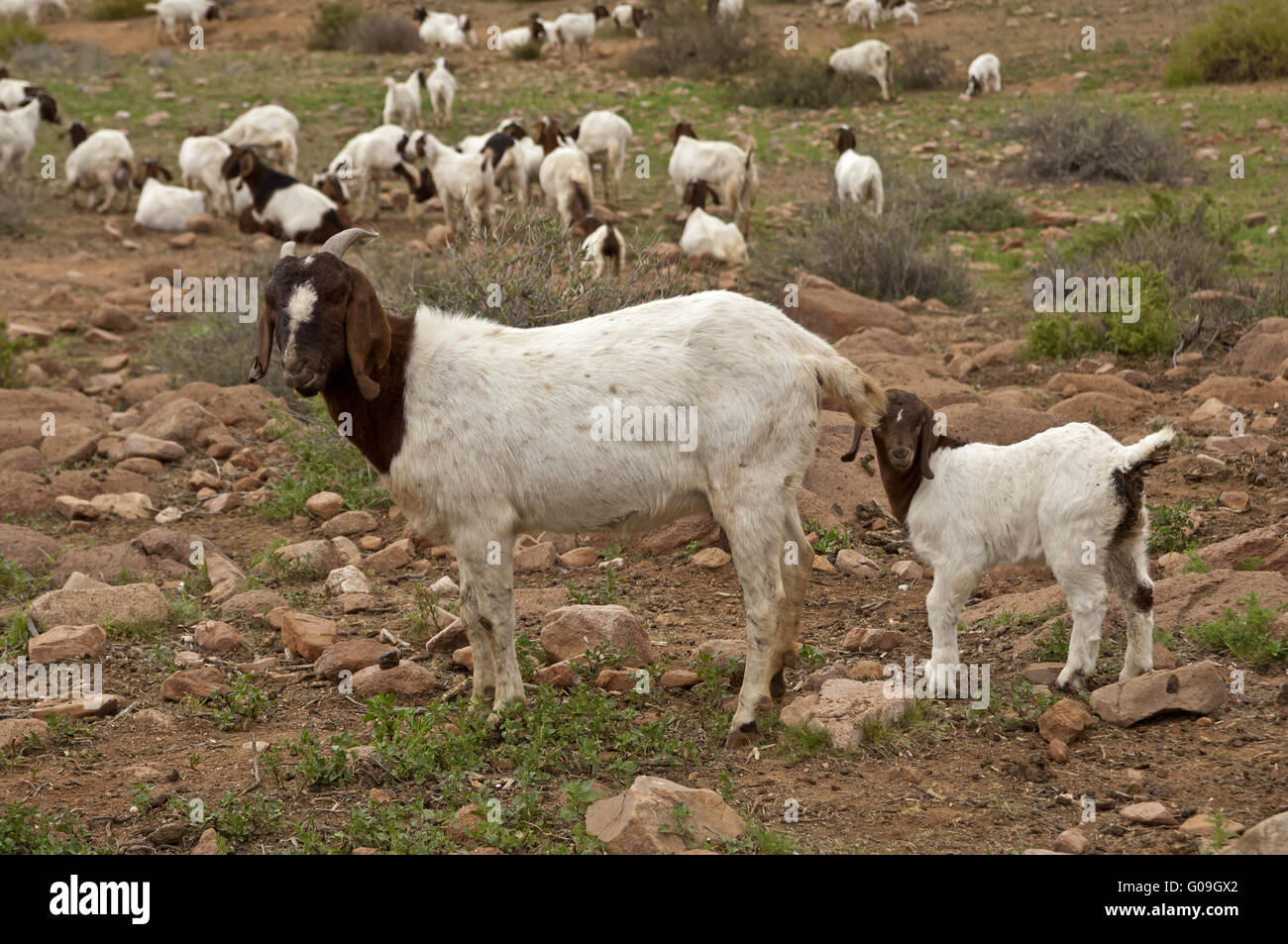 Landwirtschaftliche nutztiere Banque de photographies et d’images à ...